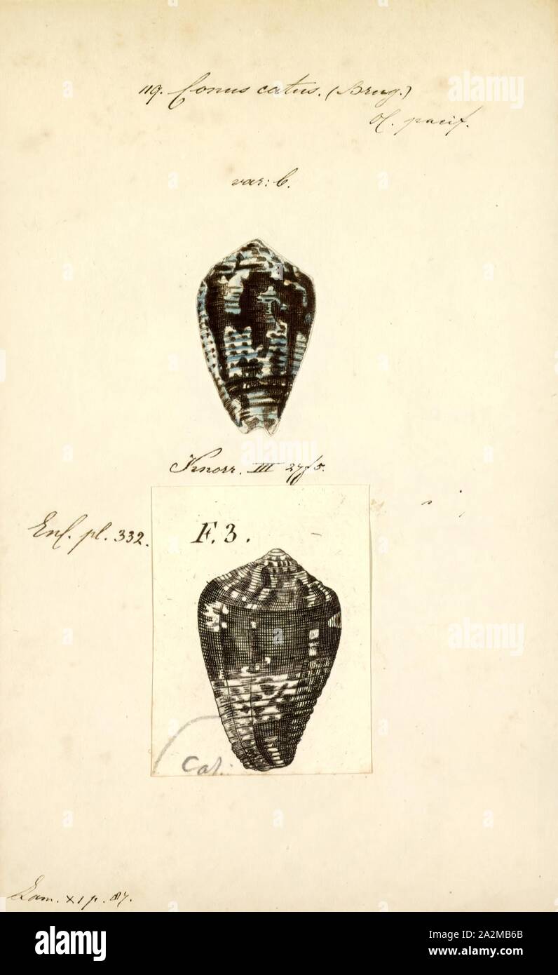 Conus catus, Print, Conus catus, common name the cat cone, is a species ...