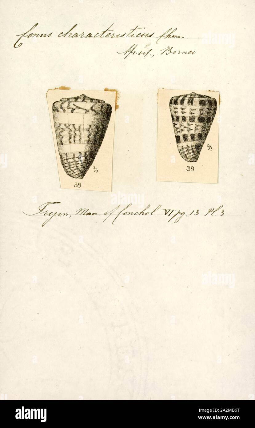 Conus characteristicus hi-res stock photography and images - Alamy