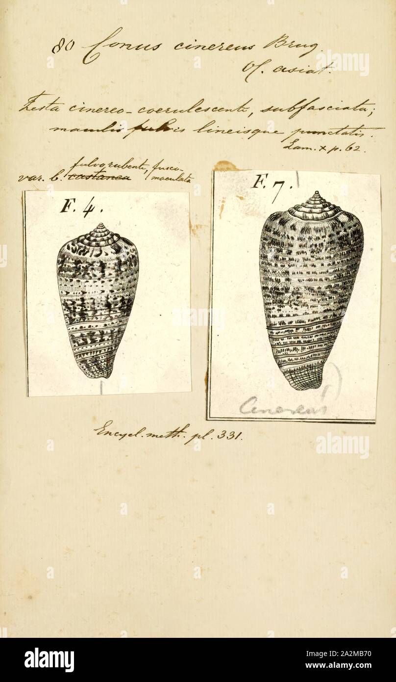 Conus cinereus, Print, Conus cinereus, common name the sunburnt cone ...