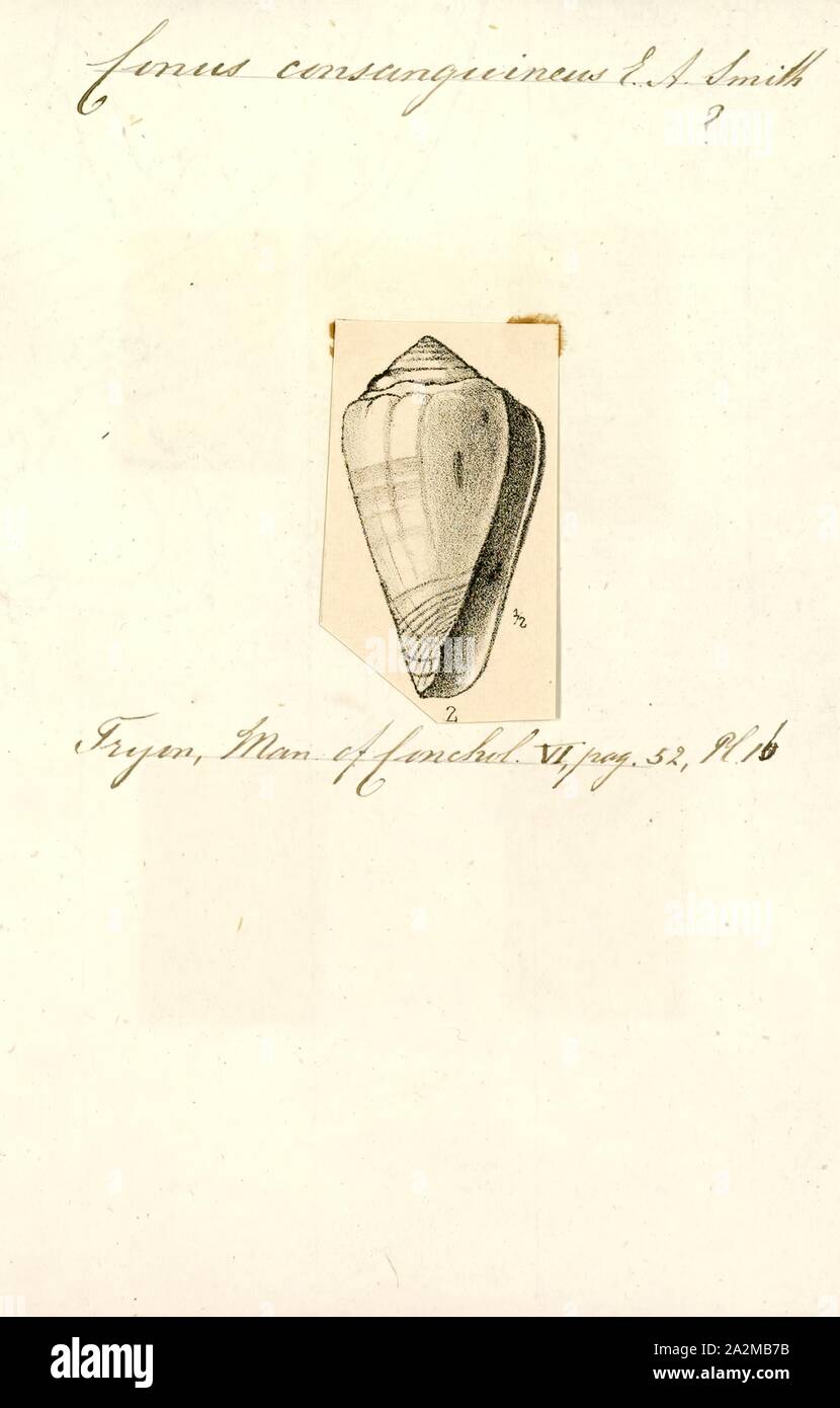 Consanguineus hi-res stock photography and images - Alamy