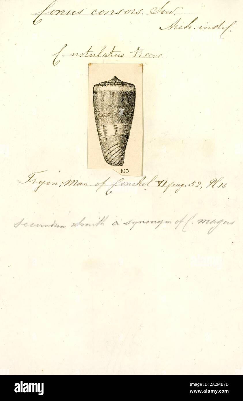Conus consors, Print, Conus consors, common name the singed cone, is a species of sea snail, a ...