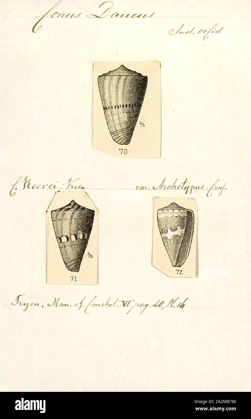 Conus daucus, Print, Conus daucus, common name the carrot cone, is a ...