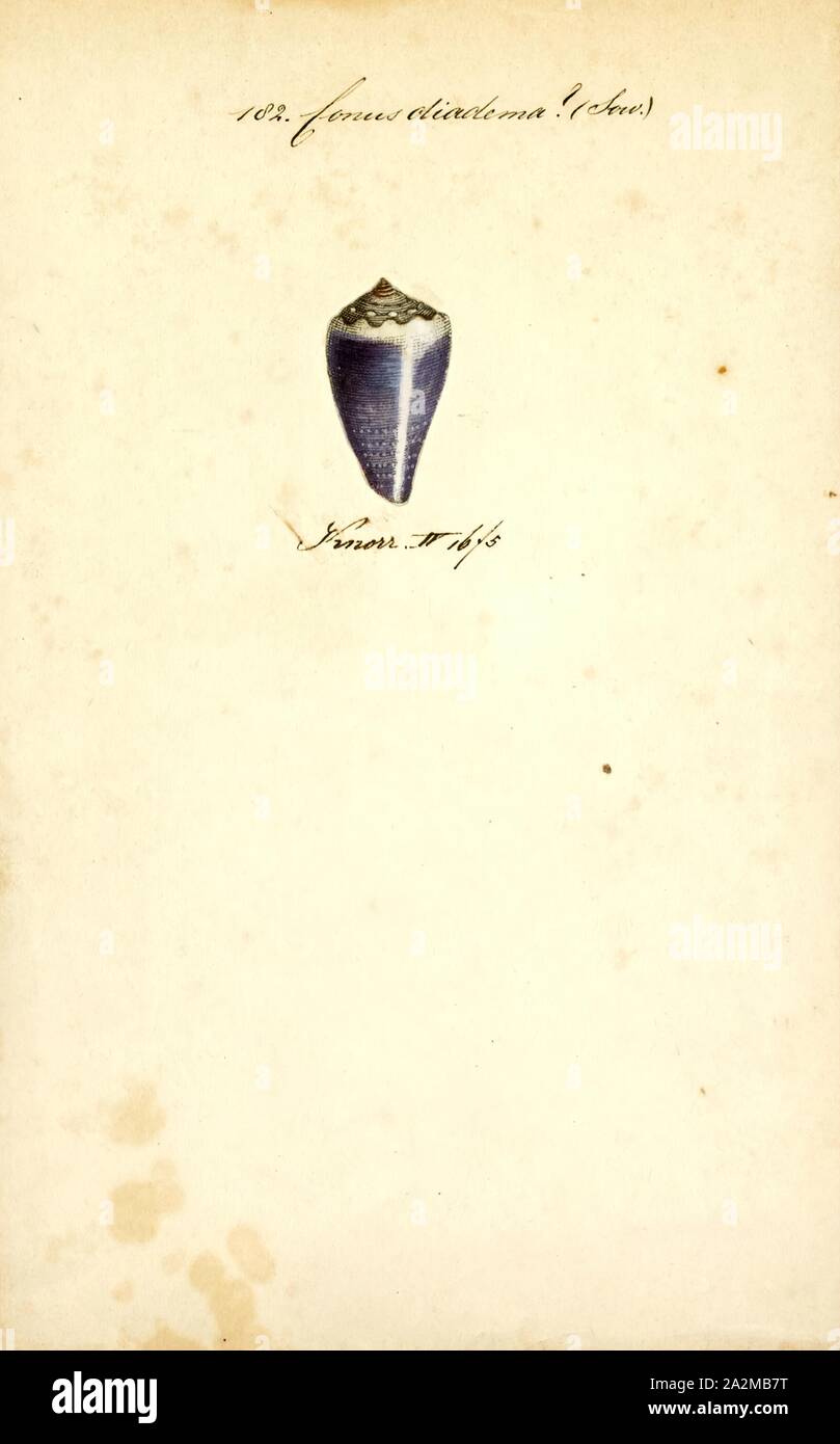 Conus diadema, Print, Conus diadema, common name the diadem cone, is a ...