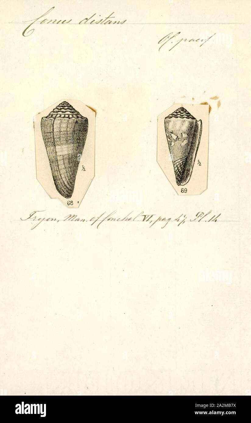 Conus distans, Print, Conus distans, common name the distant cone, is a ...