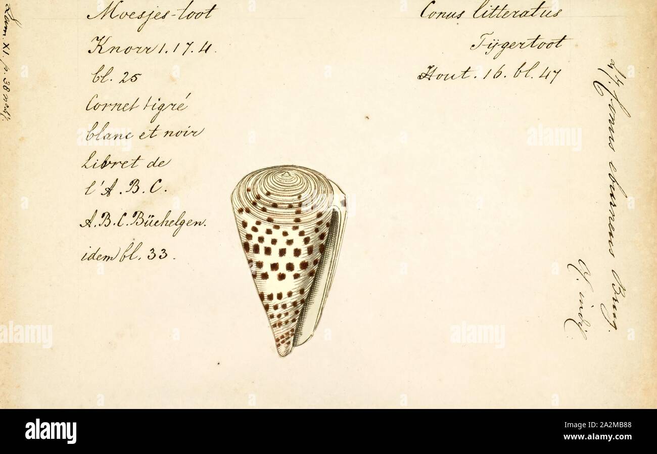 Conus eburneus, Print, Conus eburneus, common name the ivory cone, is a ...