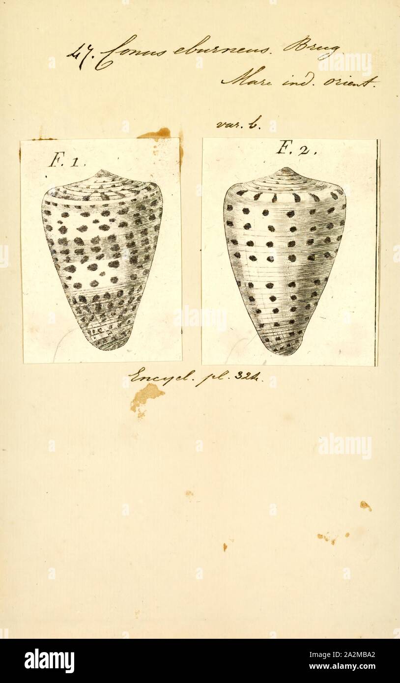 Conus eburneus, Print, Conus eburneus, common name the ivory cone, is a ...