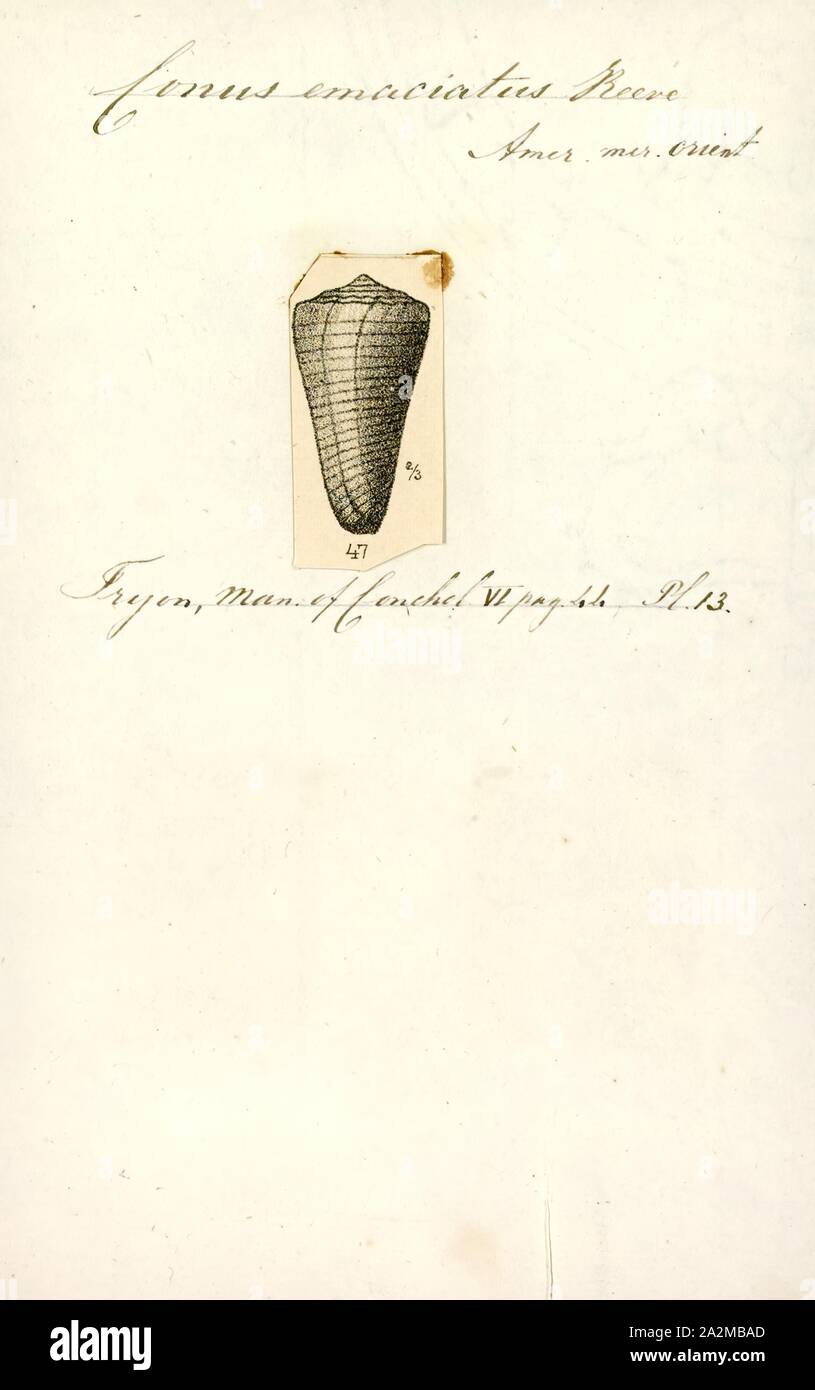 Conus emaciatus, Print, Conus emaciatus, common name the false virgin ...