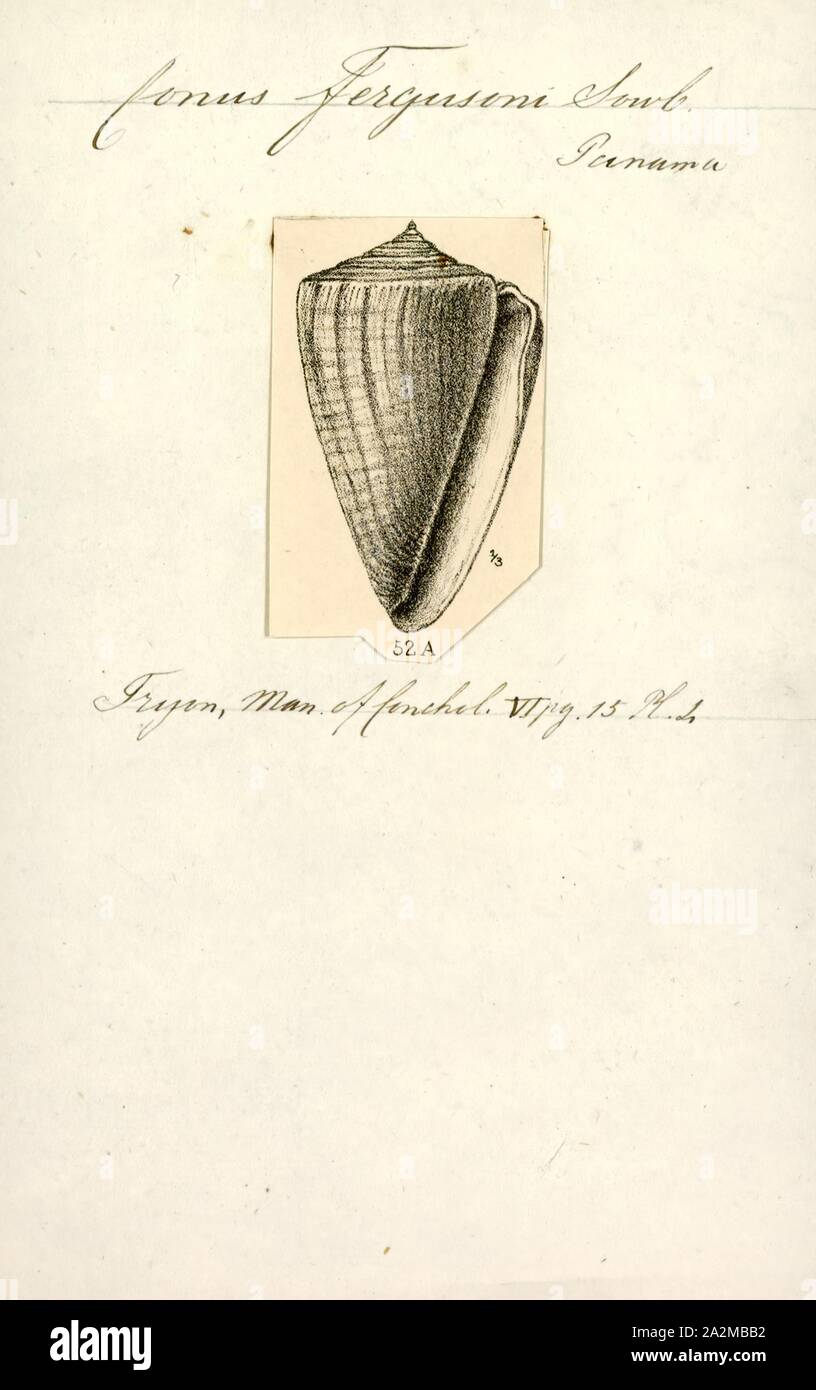 Conus fergusoni, Print, Conus fergusoni, common name the Ferguson's ...