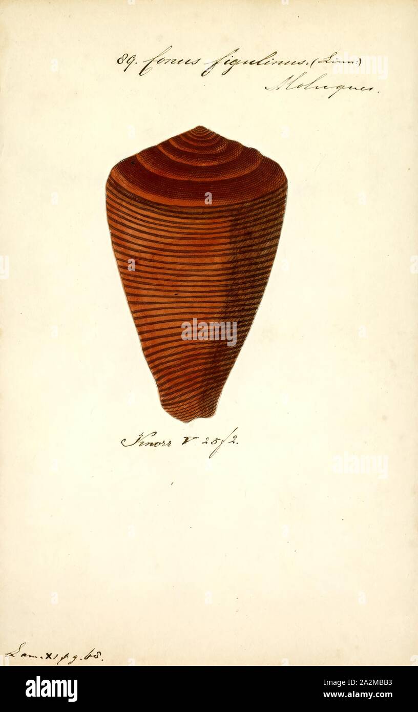 Conus figulinus, Print, Conus figulinus, common name the fig cone, is a ...