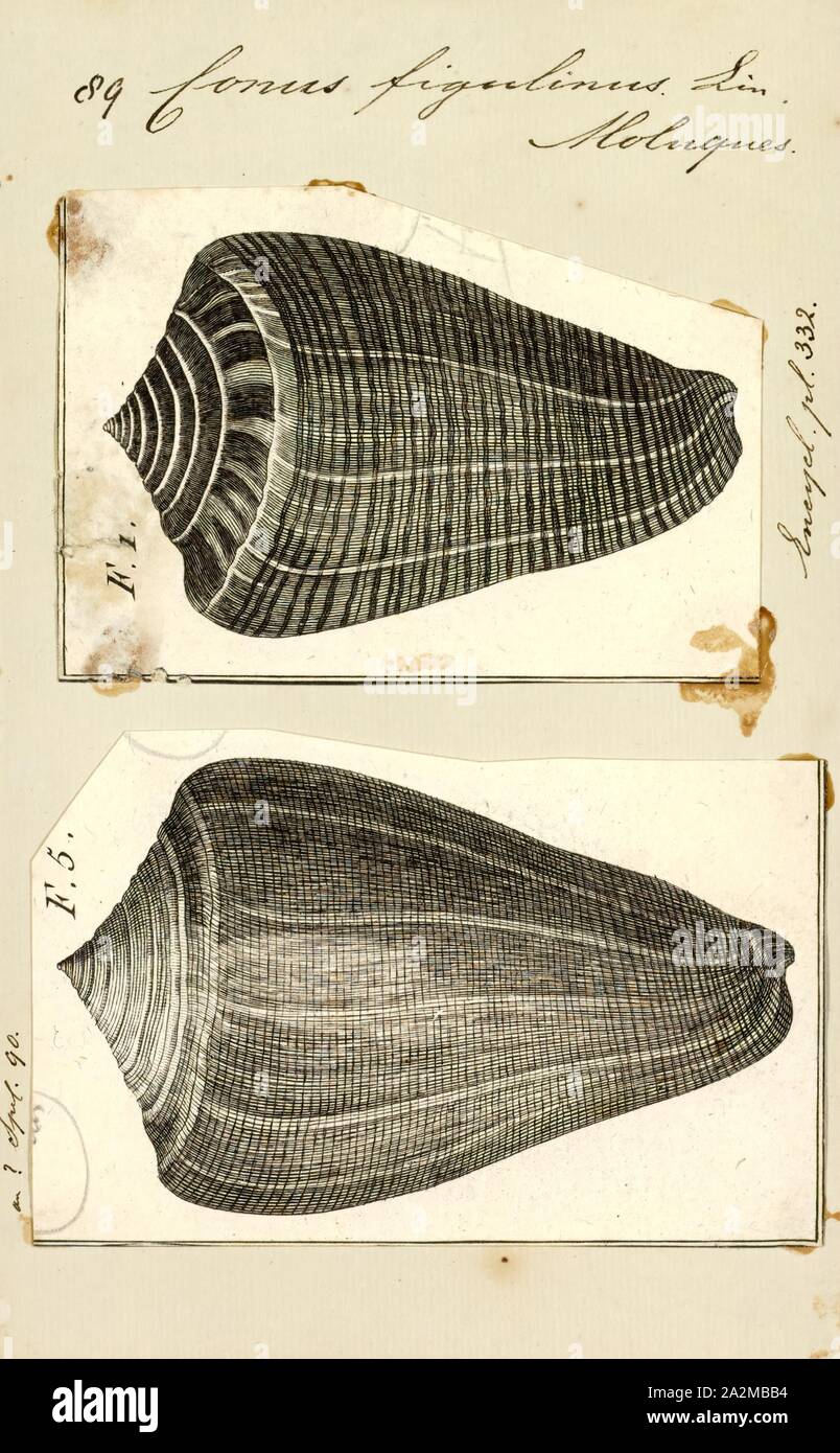 Conus figulinus, Print, Conus figulinus, common name the fig cone, is a ...