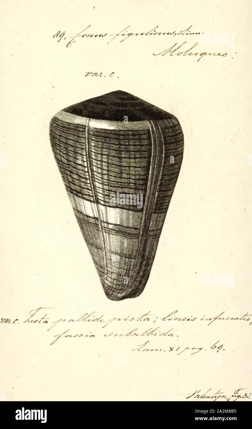Conus figulinus, Print, Conus figulinus, common name the fig cone, is a ...