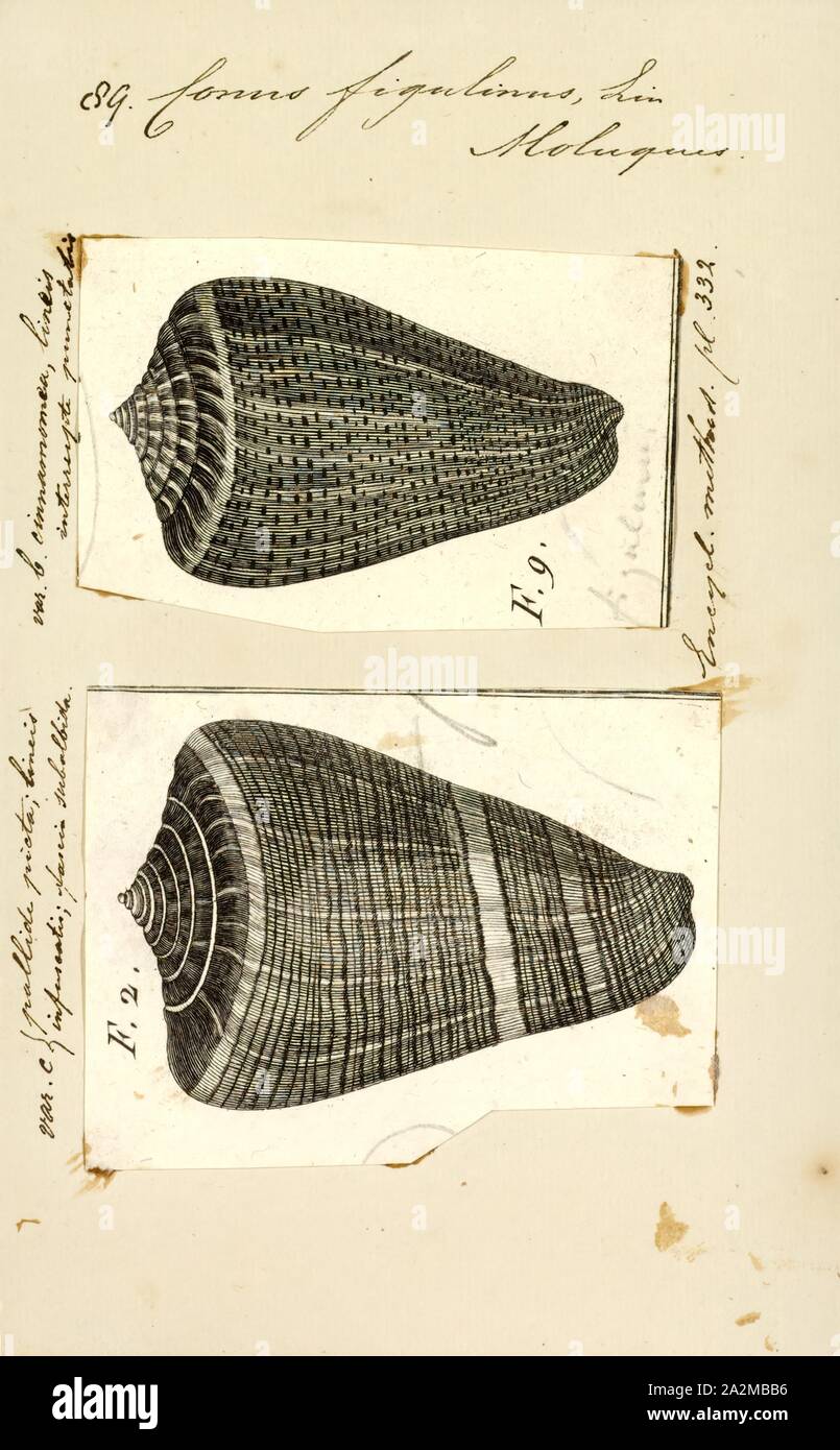 Conus figulinus, Print, Conus figulinus, common name the fig cone, is a ...