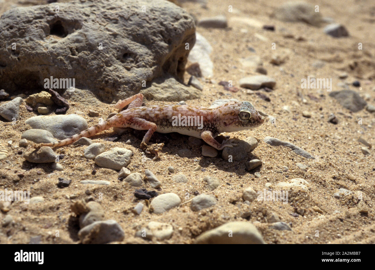 Gecko in the sand hi-res stock photography and images - Alamy