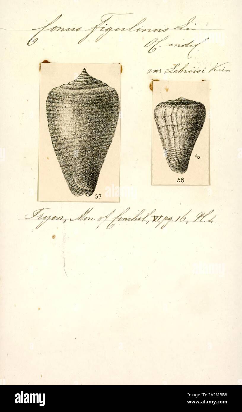 Conus figulinus, Print, Conus figulinus, common name the fig cone, is a ...