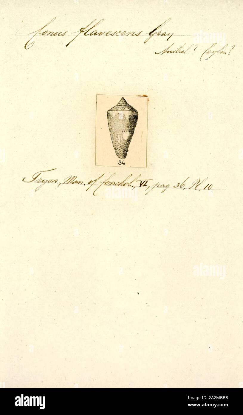 Conus flavescens, Print, Conus flavescens, common name the flame cone ...