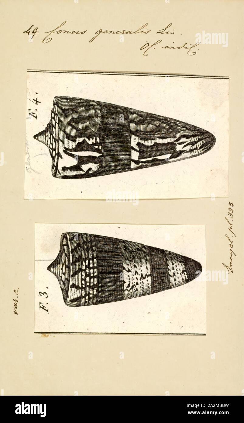 Conus generalis, Print, Conus generalis, common name the general cone ...