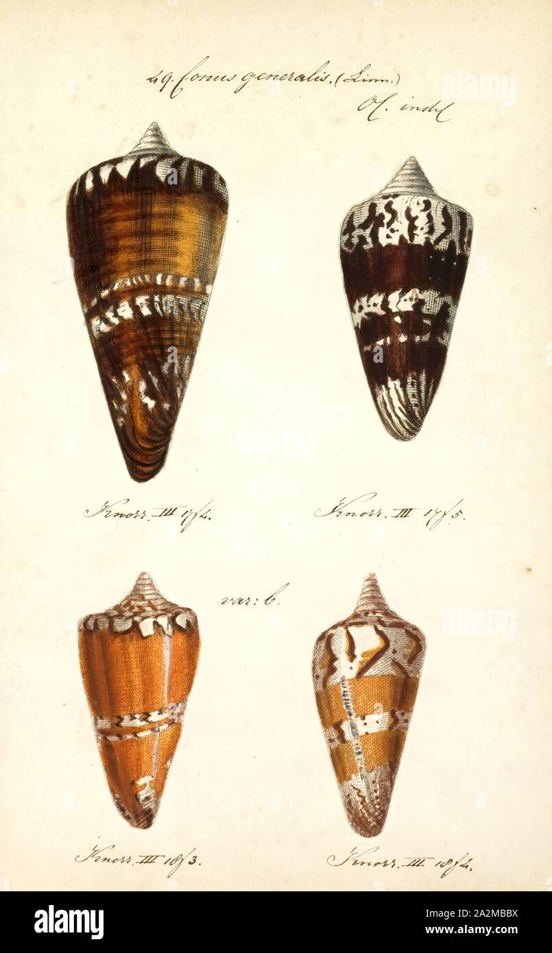 Conus generalis, Print, Conus generalis, common name the general cone ...