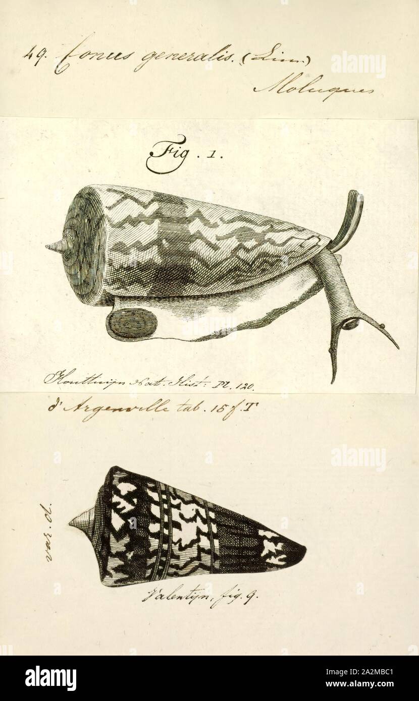 Conus generalis, Print, Conus generalis, common name the general cone ...