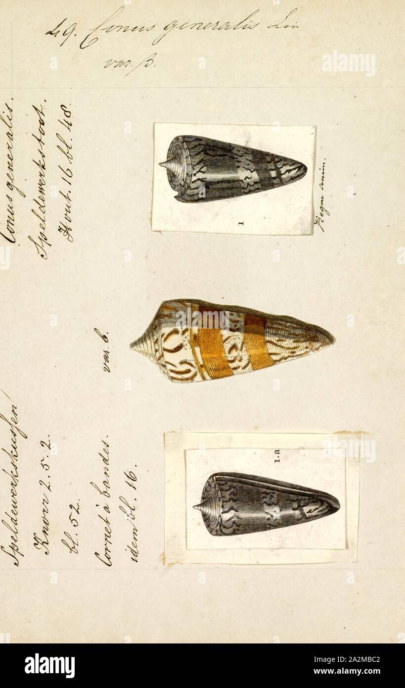 Conus generalis, Print, Conus generalis, common name the general cone ...