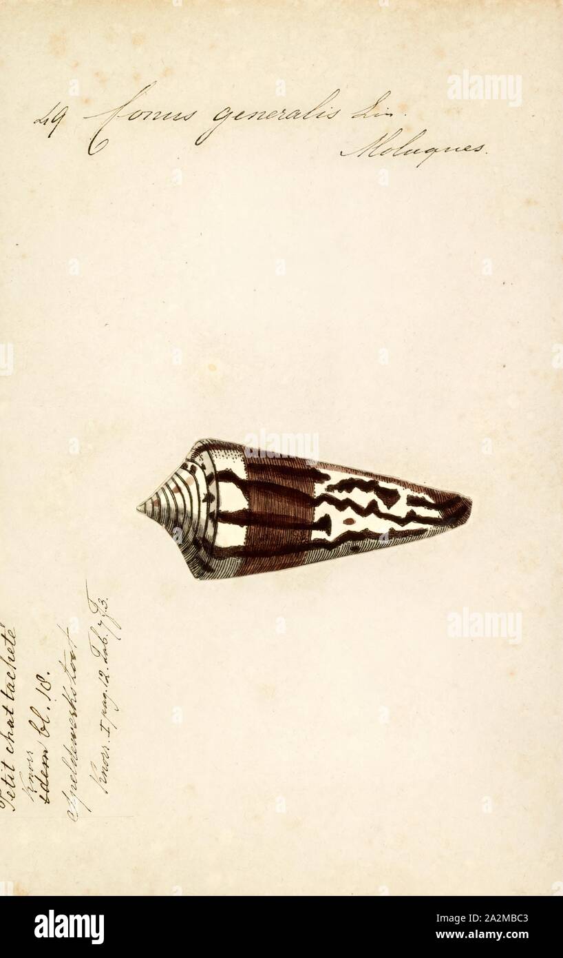 Conus generalis, Print, Conus generalis, common name the general cone ...