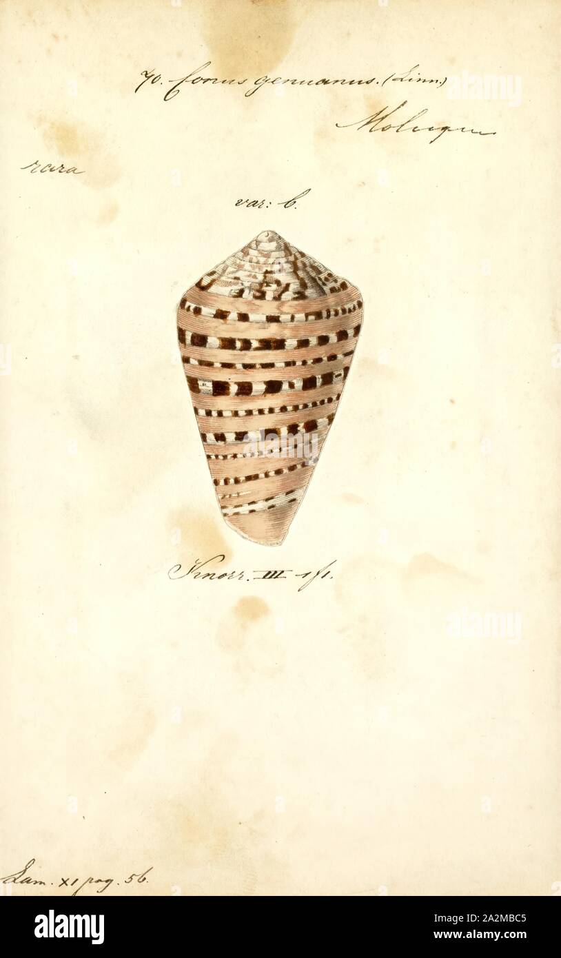 Conus genuanus, Print, Conus genuanus, common name the garter cone, is ...