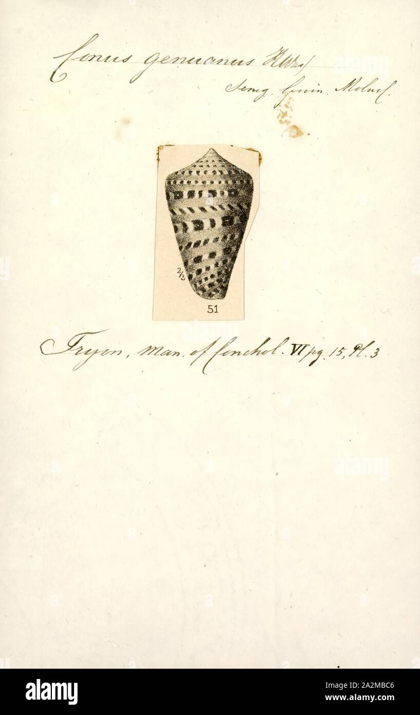Conus genuanus, Print, Conus genuanus, common name the garter cone, is ...