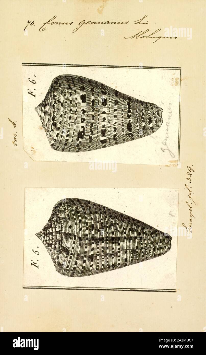 Garter cone hi-res stock photography and images - Alamy