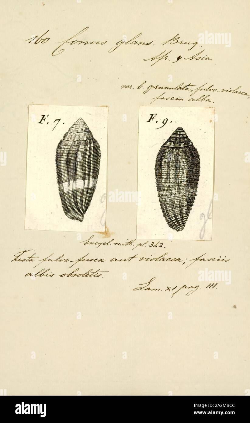 Conus glans, Print, Conus glans, common name the acorn cone, is a ...