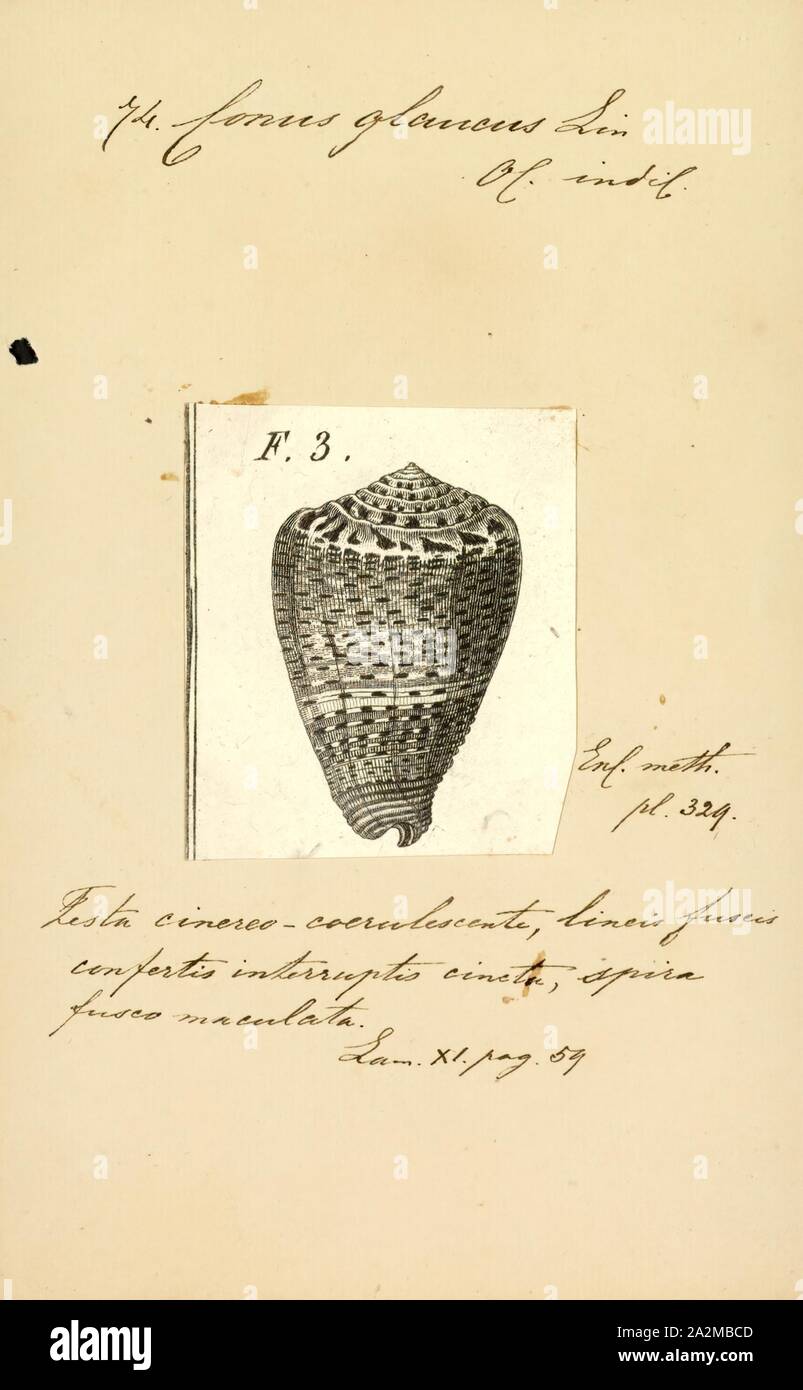 Conus glaucus, Print, Conus glaucus, common name the glaucous cone, is ...