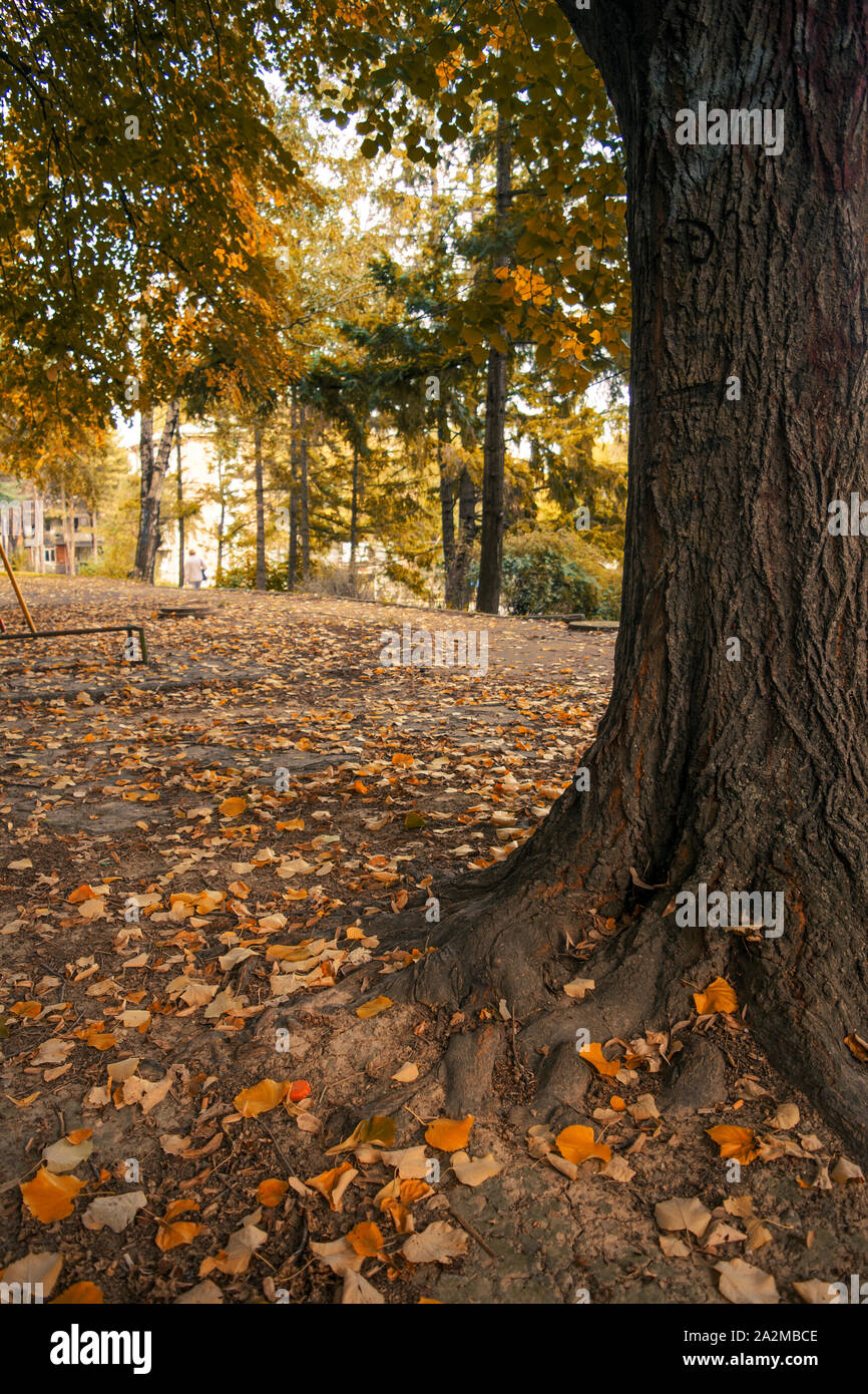 Park during autumn Stock Photo - Alamy