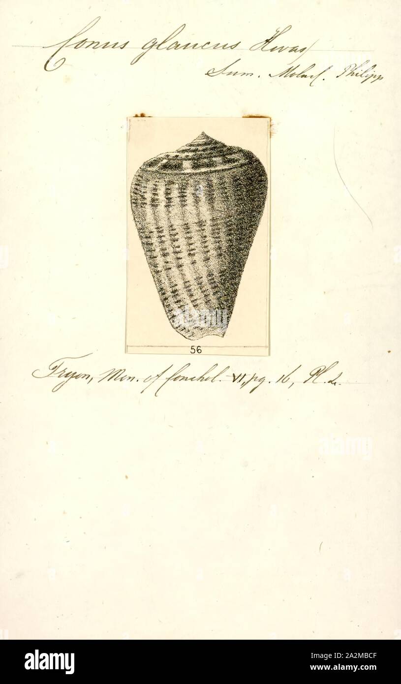 Conus glaucus, Print, Conus glaucus, common name the glaucous cone, is ...