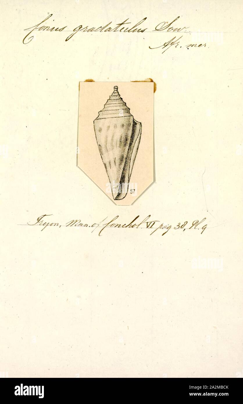 Conidae hi-res stock photography and images - Alamy