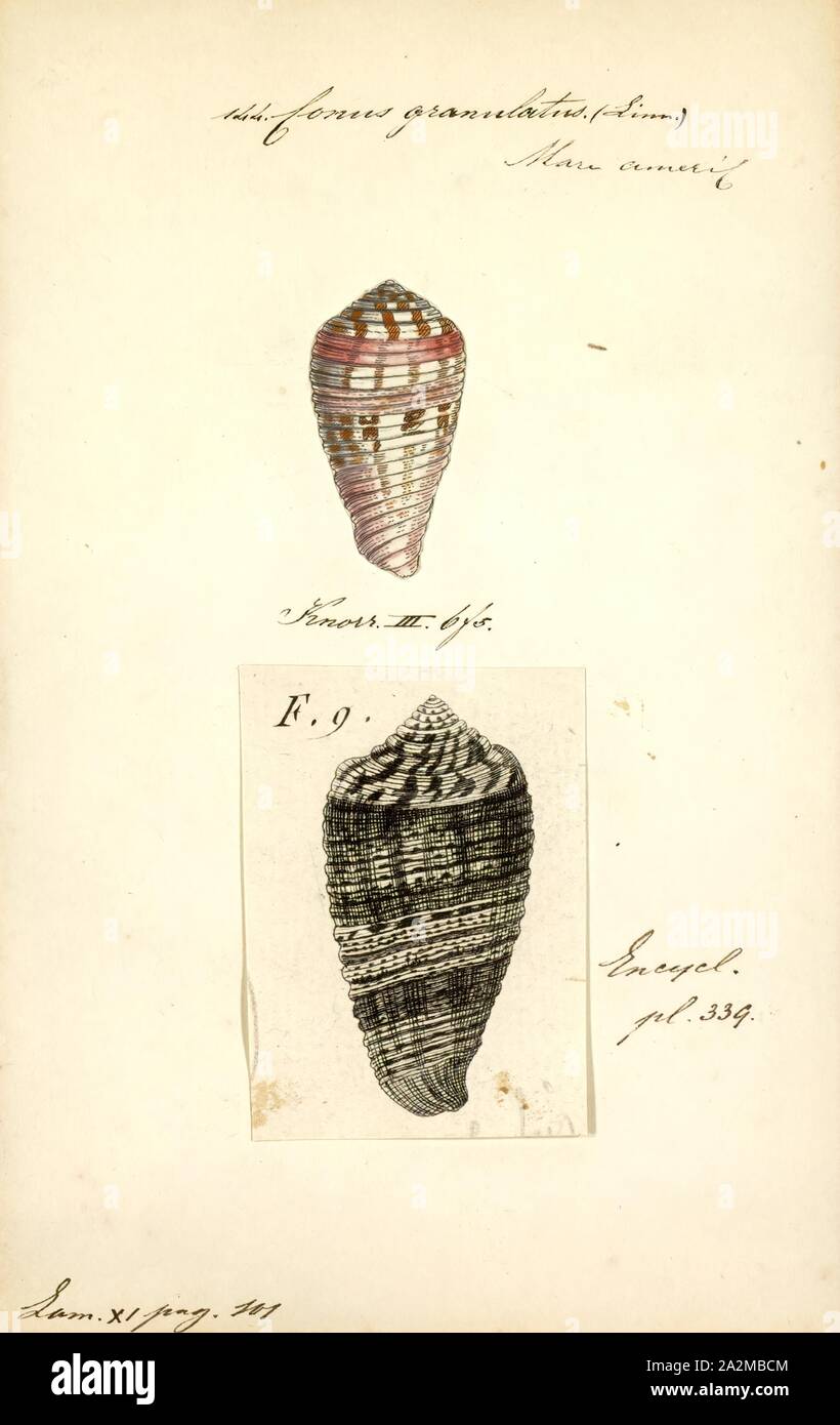 Conus granulatus, Print, Conus granulatus is a species of sea snail, a ...