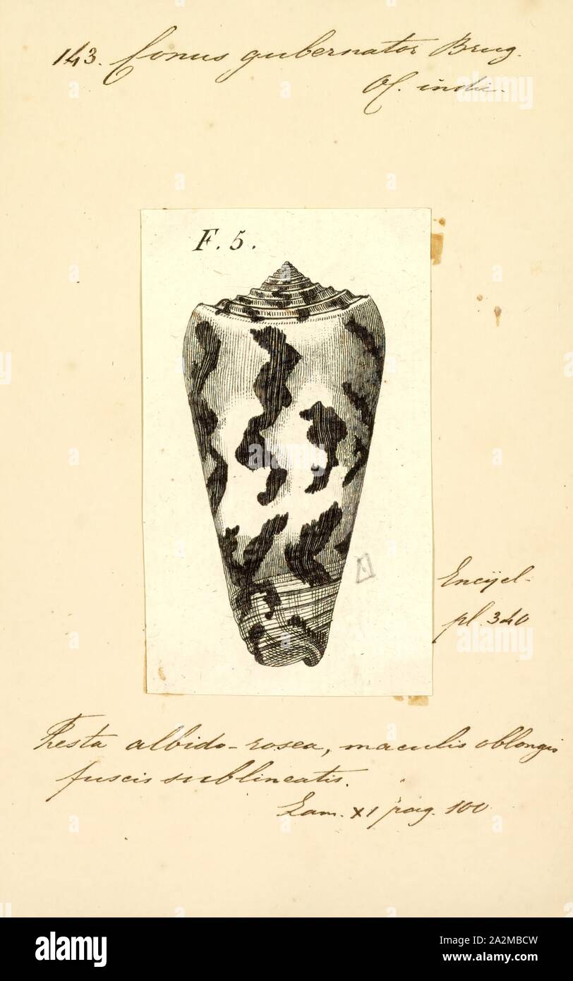 Conus gubernator, Print, Conus gubernator, common name the governor ...