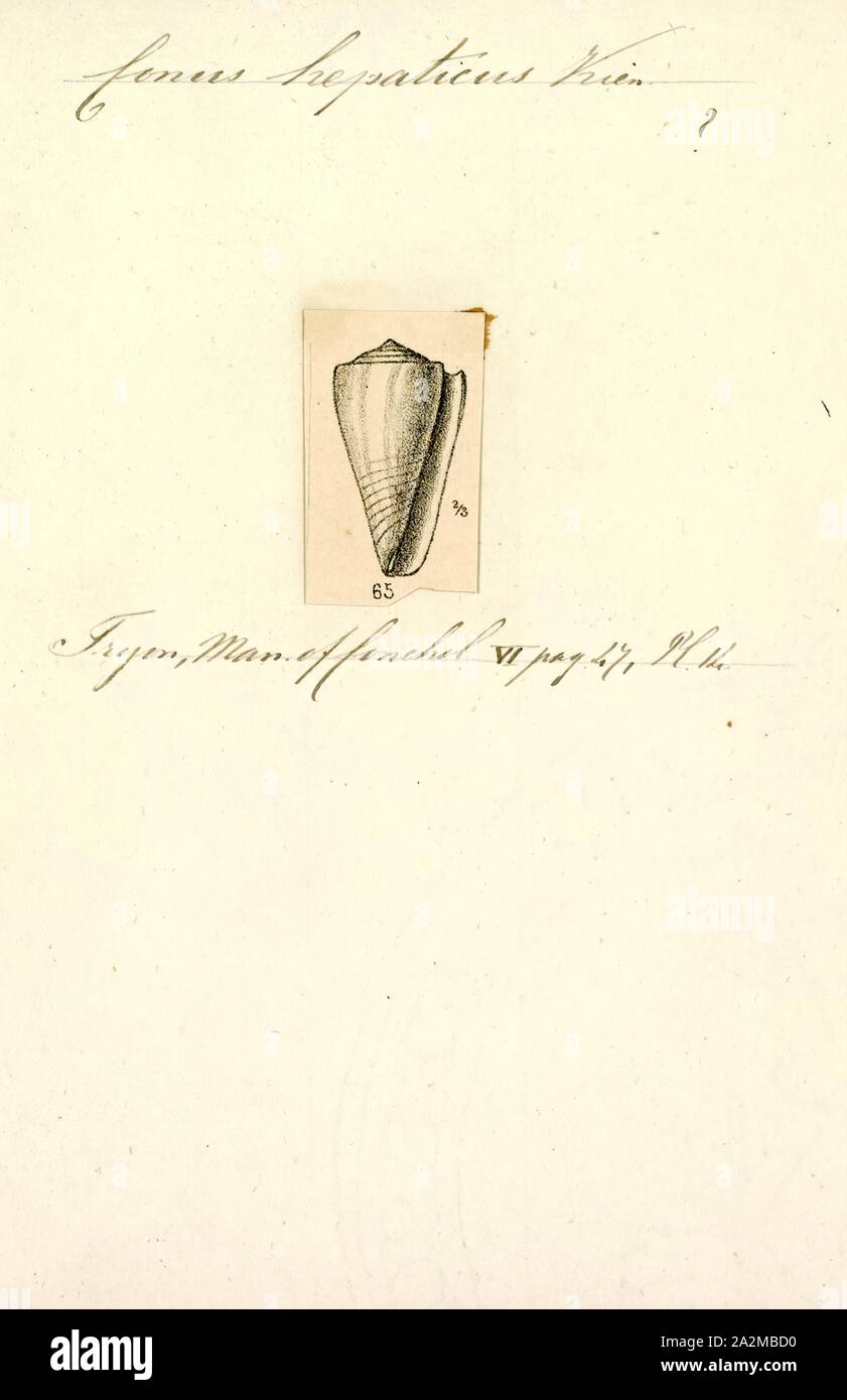 Conus hepaticus hi-res stock photography and images - Alamy