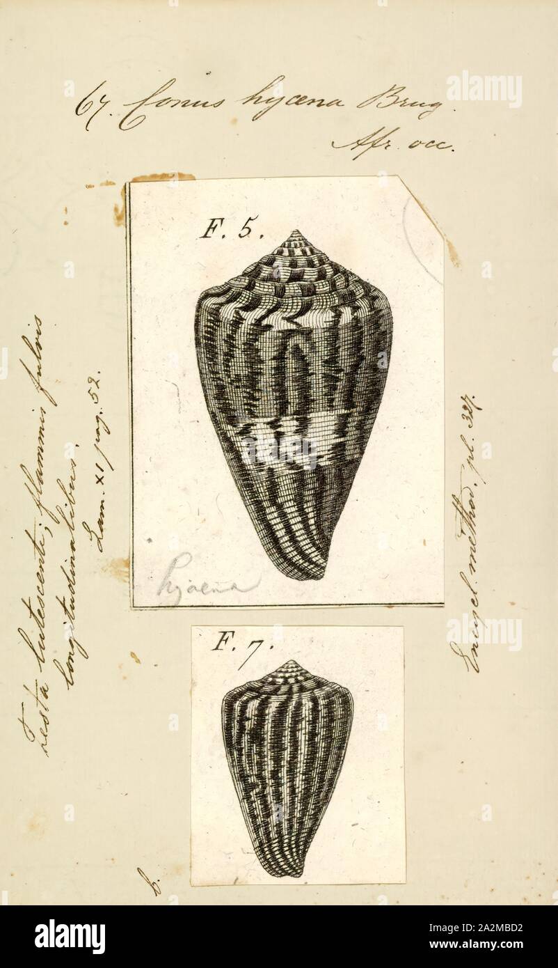 Conus hyaena, Print, Conus hyaena, common name the hyena cone, is a ...