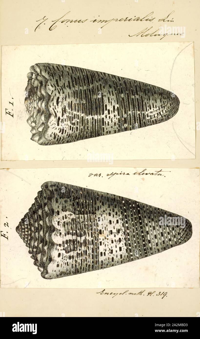 Conus imperialis, Print, Conus imperialis, common name the imperial ...