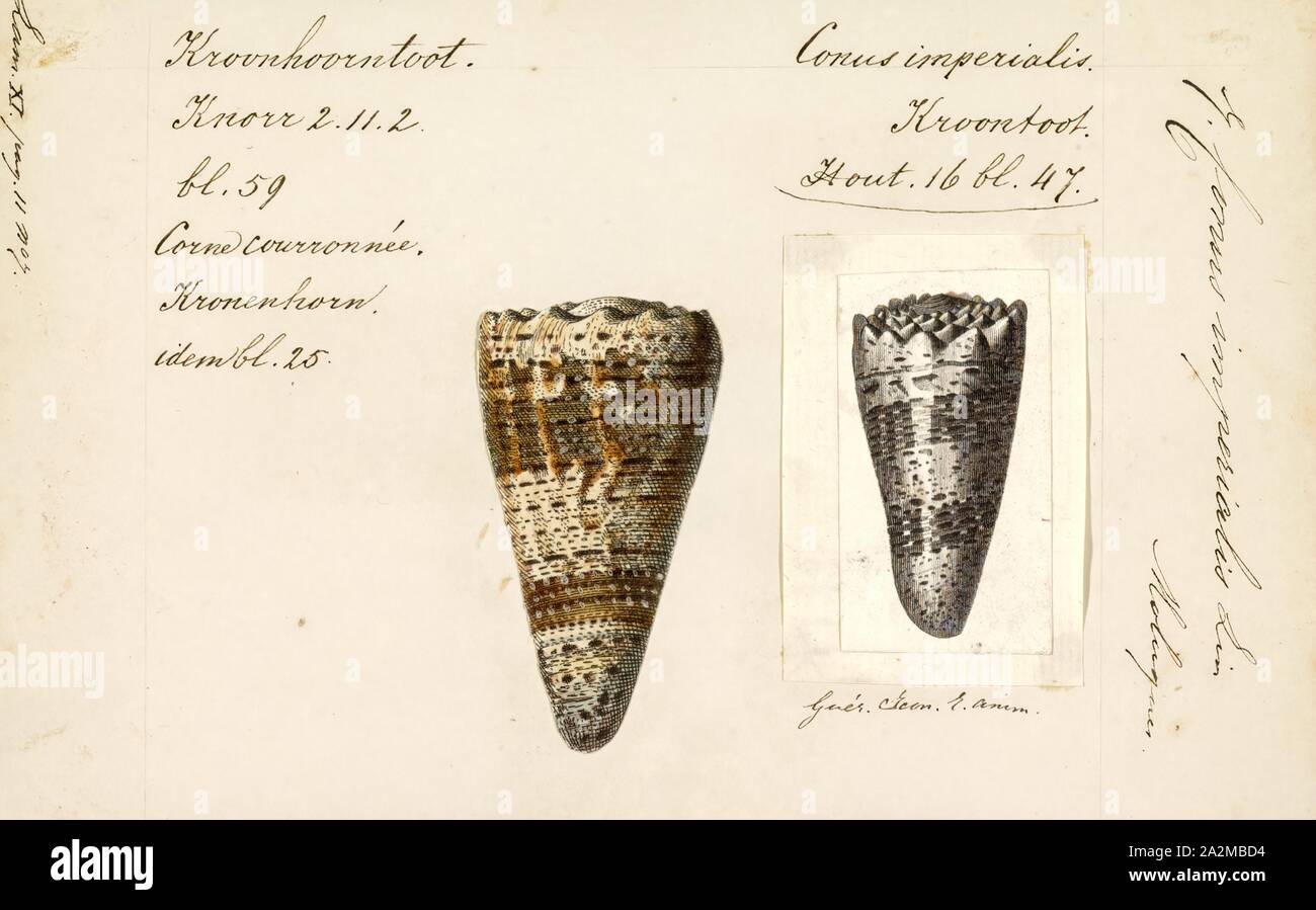 Conus imperialis, Print, Conus imperialis, common name the imperial ...