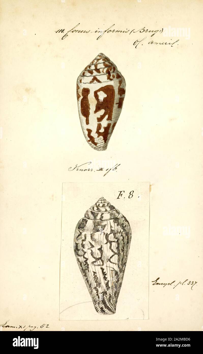 Conus conus hi-res stock photography and images - Alamy