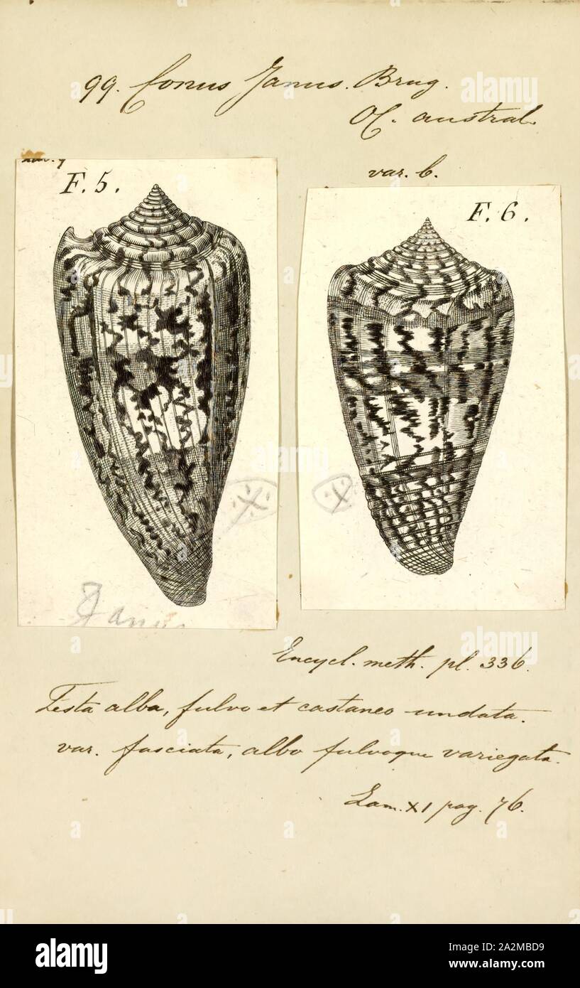 Janus cone hi-res stock photography and images - Alamy