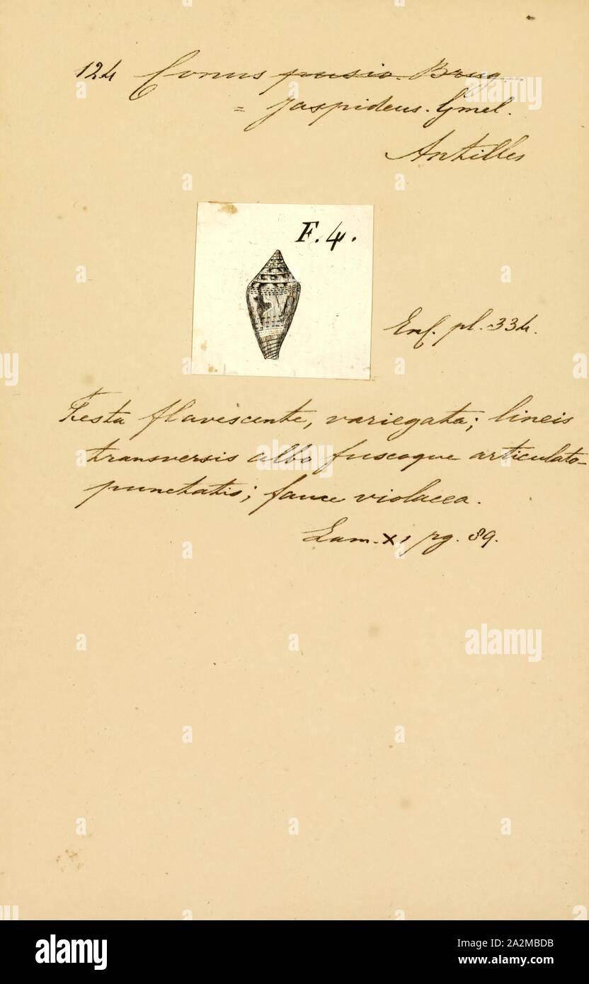 Conus jaspideus, Print, Conasprella jaspidea, common name the Jasper ...