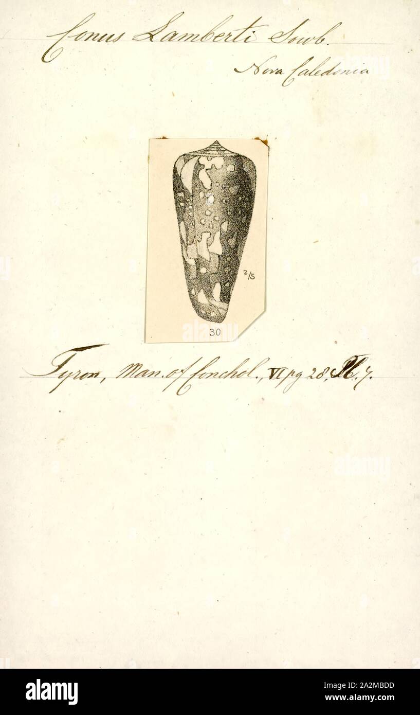 Conus lamberti, Print, Conus lamberti is a species of sea snail, a ...