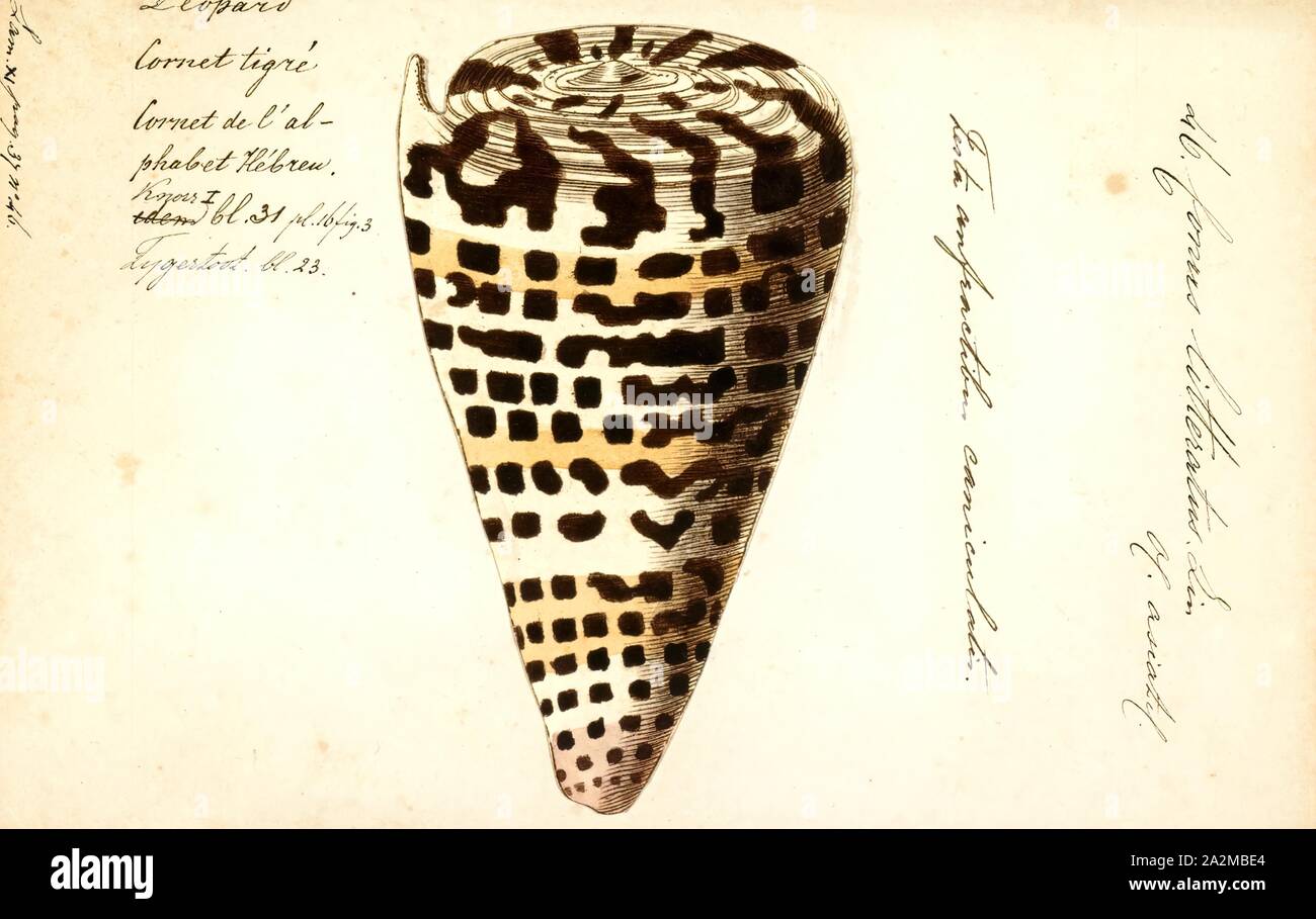 Conus litteratus, Print, Conus litteratus, common name the lettered ...