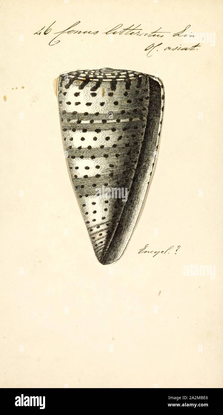 Conus litteratus, Print, Conus litteratus, common name the lettered ...