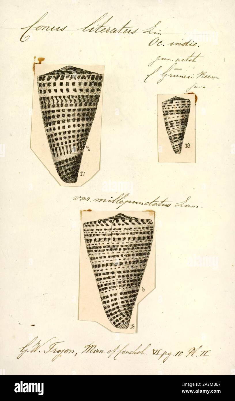 Conus litteratus, Print, Conus litteratus, common name the lettered ...