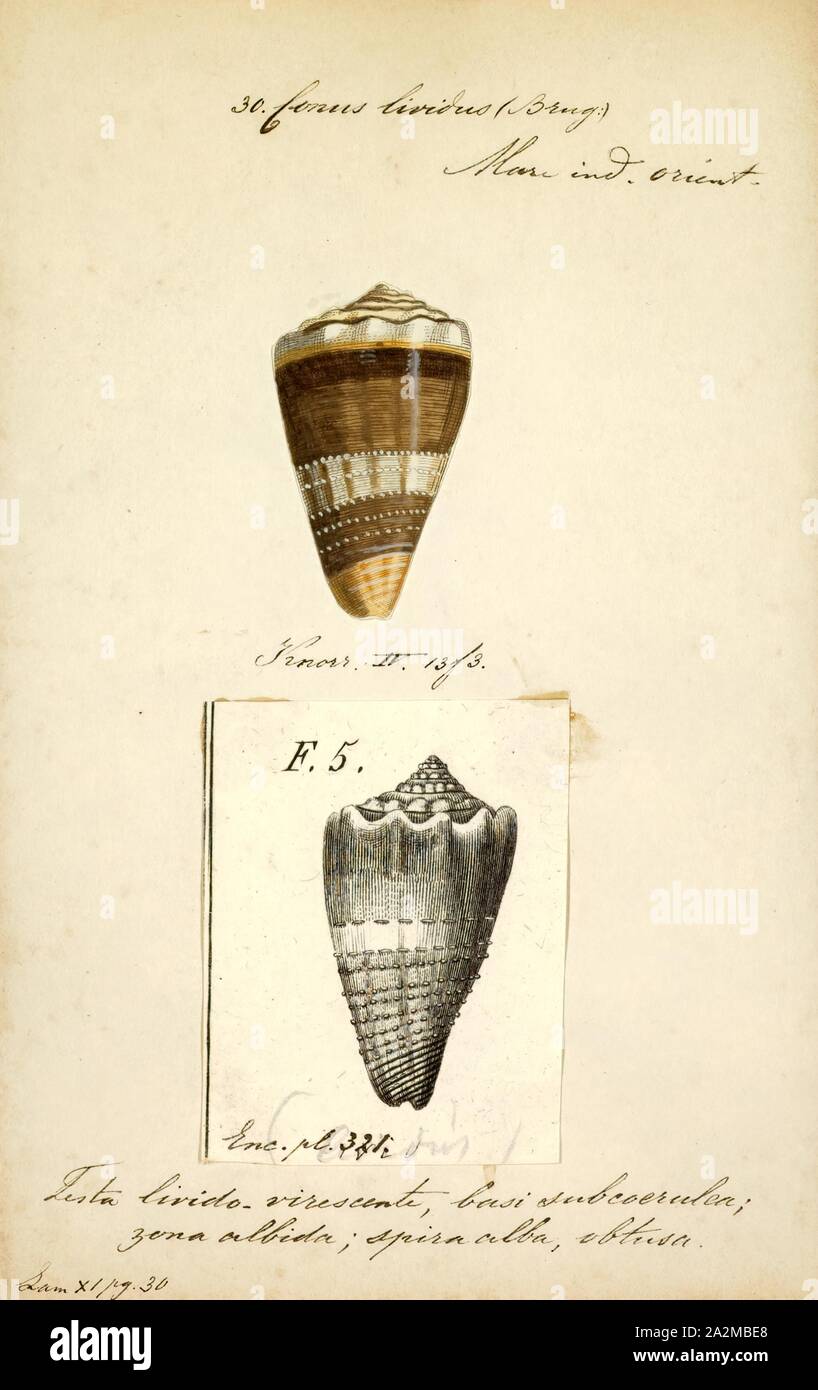 Conus lividus, Print, Conus lividus, common name the livid cone, is a ...