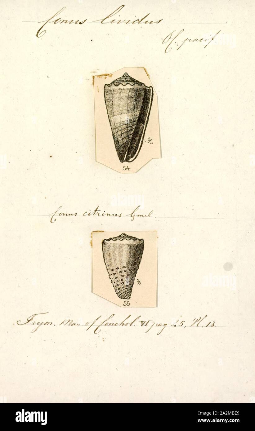 Lividus hi-res stock photography and images - Alamy