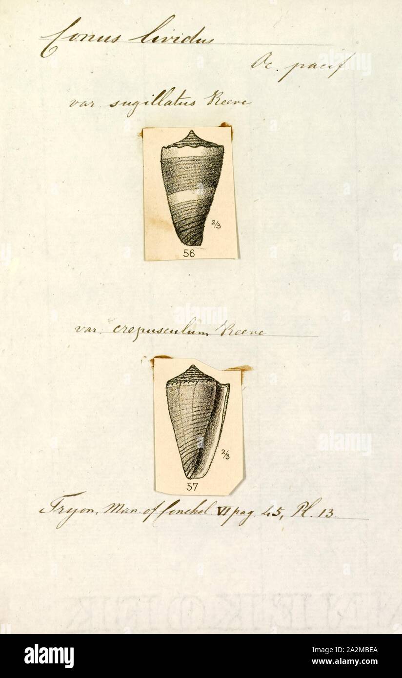 Conus lividus, Print, Conus lividus, common name the livid cone, is a ...