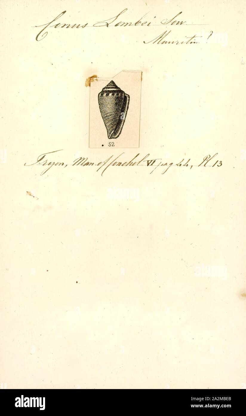 Conus lombei, Print, Fossil Conus pelagicus from the Pliocene of Cyprus ...