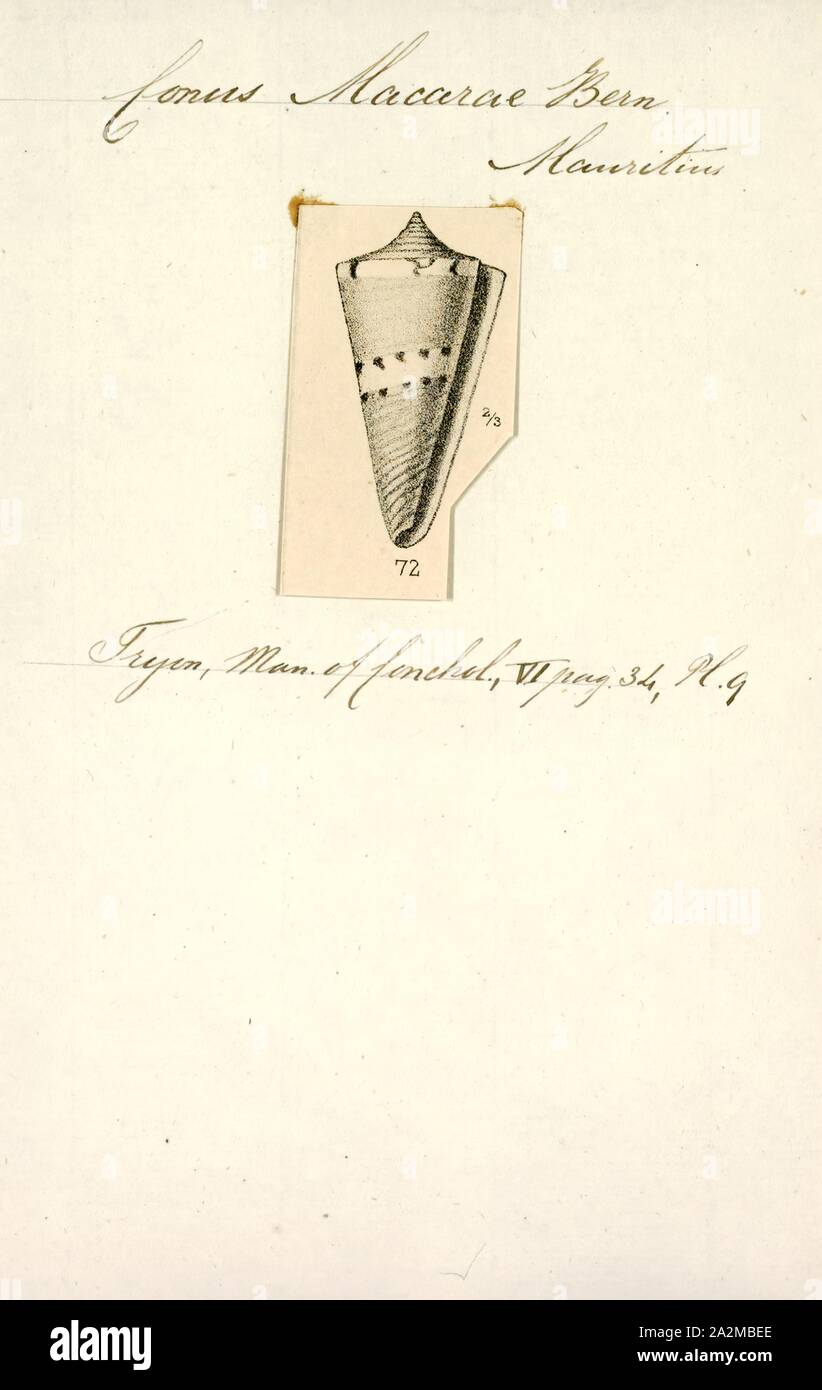 Conus macarae, Print, Conus voluminalis, common name the voluminous ...